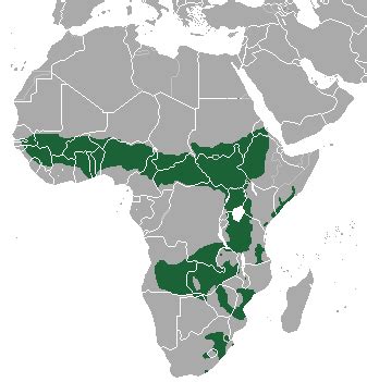 Oribi - Wikipedia