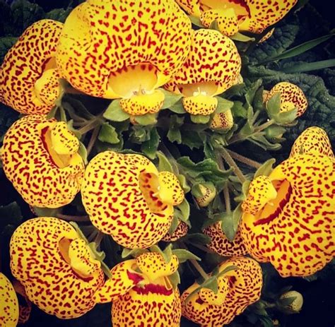 Как ухаживать за кальцеолярией в домашних условиях и увидеть необычное цветение Сравнительно