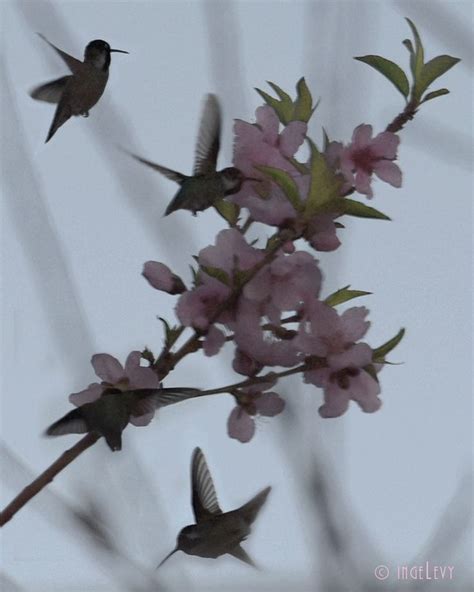 Hummingbirds Dance Hummingbird Dance Photo