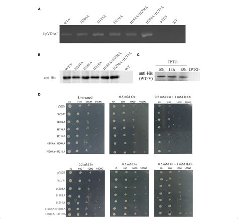 Growth Status Of Yeast Overexpressing Wthis Site Mutated Upvdac Under
