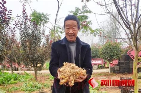 河南日报客户端皮薄肉嫩辛辣无筋潢川州姜收获啦 媒体看潢川 潢川新闻网 潢川县委县政府门户网站