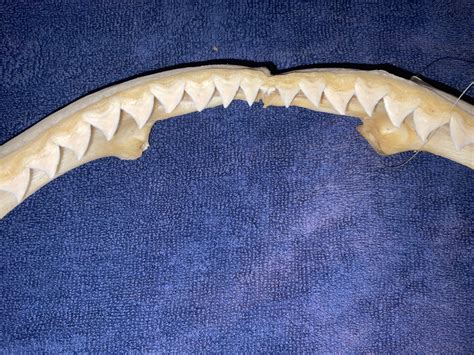 Bull Shark Jaw 17” The Shell Shop Provincetown