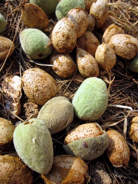 Free Picture Seed Peach Grass Plant Food Detail Macro