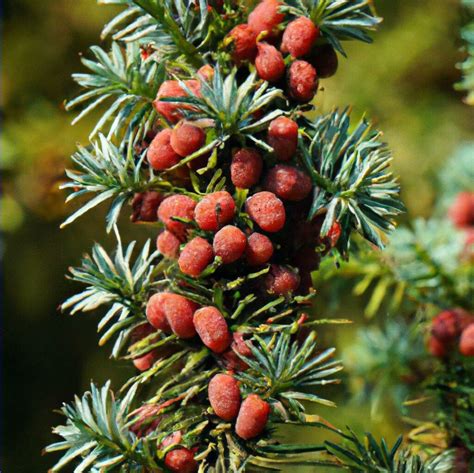 Nadelbaum mit hängenden Ästen Pflanzenwissen pur