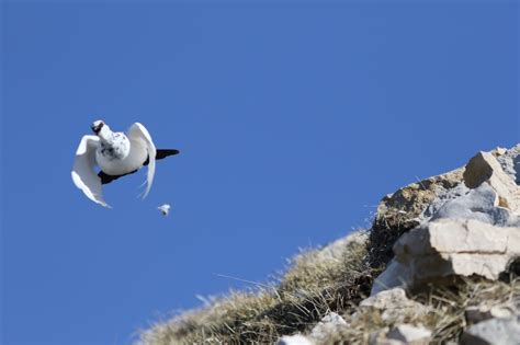 Vie Sauvage Gresse En Vercors