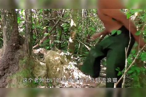 老外给流浪猫盖房子，成品太惊艳了，简直就是豪宅！老外成品豪宅