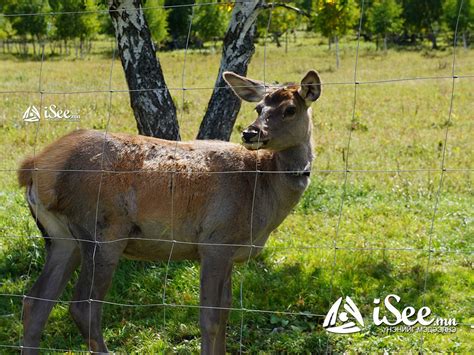 Богдхан ууланд барьсан стандартын бус хашааг албадан буулгана Isee Mn