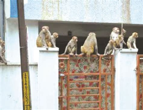 Residents Grapple With Monkey Menace Samvada Broadcast