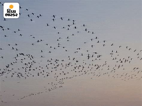 Arrival Of Exotic Birds In Gir Somnath ગીર સોમનાથમાં વિદેશી પક્ષીઓ