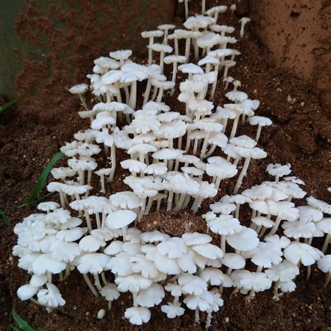 Termitomyces Microcarpus Edible Delights From Termite Mounds