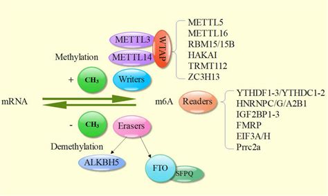 Frontiers Role Of M6A Methylation In The Occurrence And Development