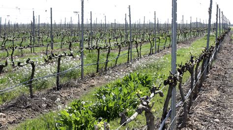 Capítulo El laboreo Vinopedia tv