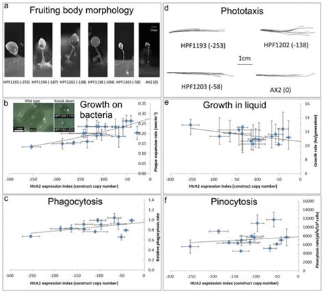 Genes Special Issue Mitochondria And Aging