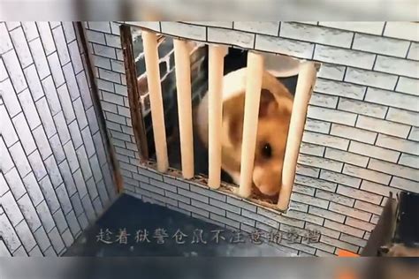 牛人大盘点：囚犯仓鼠被关在监狱迷宫，它能顺利逃出去吗？