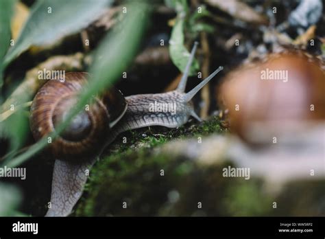 Snails Edible Snails After Rain In Search Of Food Hi Res Stock