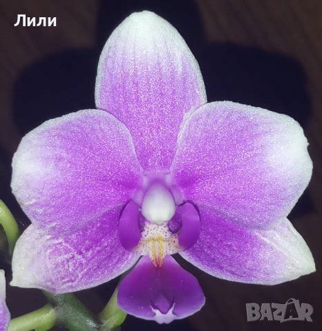 Ароматна орхидея фаленопсис мултифлора в Стайни растения в гр. Пловдив ...