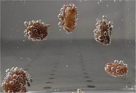 ‘dancing Raisins A Simple Kitchen Experiment Reveals How Objects Can