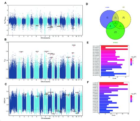 Selective Sweep Analyses For Short Gestation Length A Manhattan