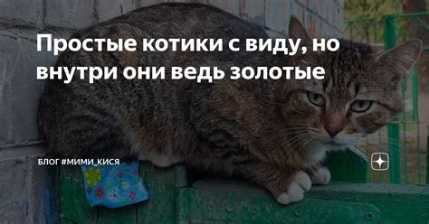 Простые котики с виду но внутри они ведь золотые Блог Мими кися Дзен
