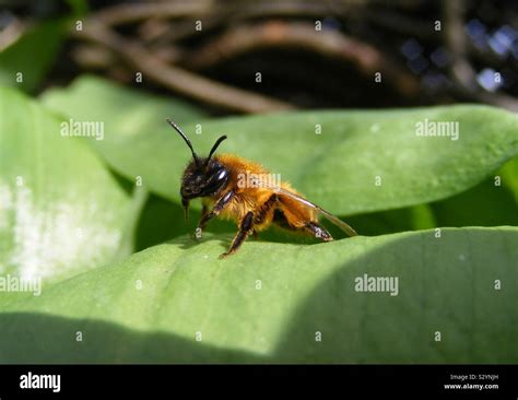 Biene Entsteht Fotos Und Bildmaterial In Hoher Auflösung Alamy