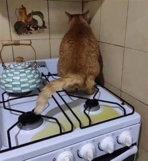 Blursedcat Rvisualgirlzz