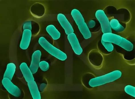 肉眼可见！科学家发现2厘米长巨型细菌，相当细菌界的珠穆朗玛峰 凤凰网