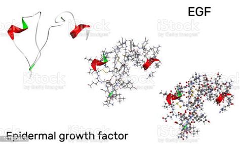 표피 성장 인자 Egf 단백질 분자 세포 성장과 분화를 자극한다 3d 렌더링 Pdb 2kv4 성장 개념에 대한 스톡 벡터 아트