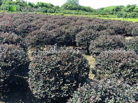 球形类苗木批发球形植物球形价格绿化球形苗木报价球形苗木知名品牌 好景园林苗木绿化苗木供应绿化苗木供应商