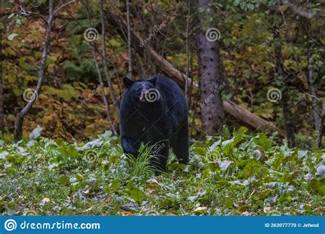 Black Bear In Forest At National Park La Mauriciequebec Canada Stock