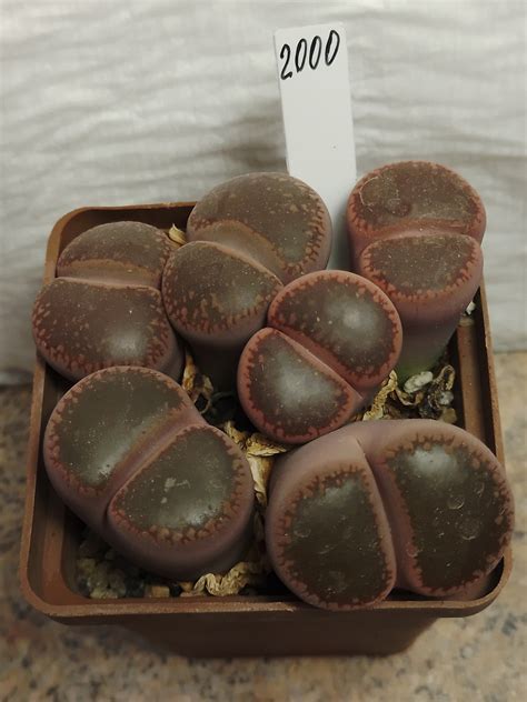 Lithops Aucampiae Large Solid Window Selected Form