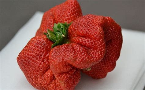 The Guinness Book Of World Records Largest Ever Strawberry