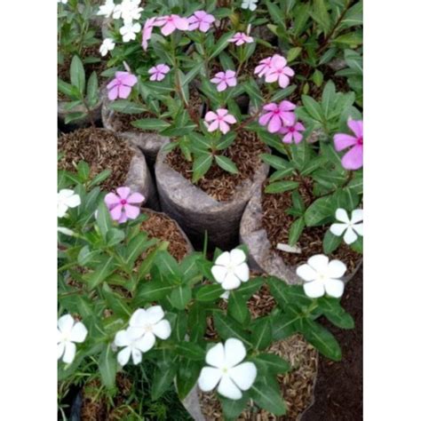 Jual Bibit Bunga Tapak Dara Tinggi 30 40 Cm Shopee Indonesia