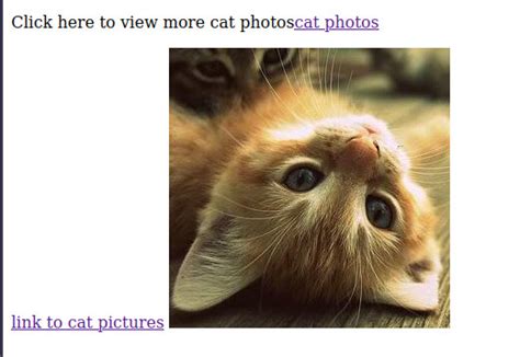 Learn Html By Building A Cat Photo App Step 12 Html Css The