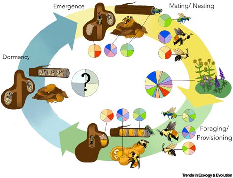 Annual Cycling And Movement Of Bees Microbes And Angiosperms