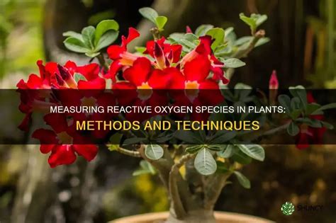 Measuring Reactive Oxygen Species In Plants Methods And Techniques