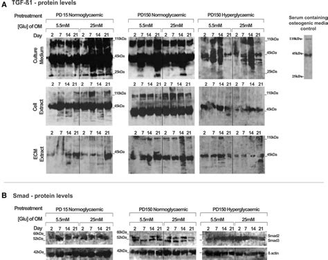Frontiers Hyperglycemia Exerts Disruptive Effects On The Secretion Of