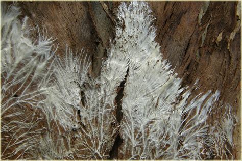 Fungal Rhizomorphs Or Mycelial Cords Brissy Girl Jan Anderson Flickr