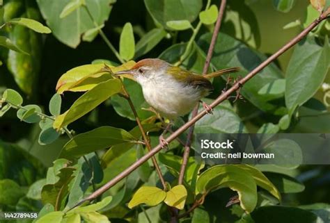 공통접지 Tailorbird Orthotomus Sutorius Common Tailorbird에 대한 스톡 사진 및 기타