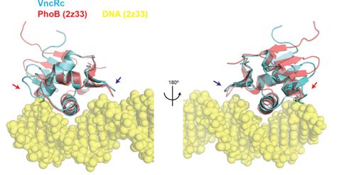 Crystal Structure Of The Pneumococcal Vancomycin Resistance Response