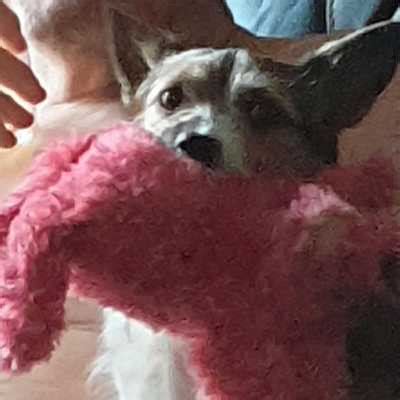 When Pixies Previous Owners Put Her Up For Adoption It Was Love At First Sight For Janice And