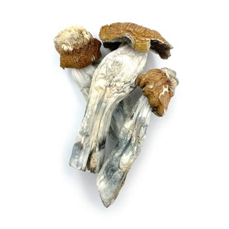 Tidal Wave Cubensis Magic Mushrooms Grateful Tripdeep Unlock The