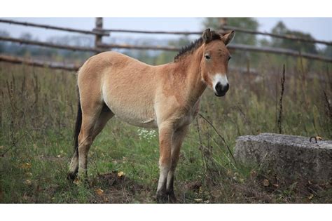 How Zoos And Wildlife Sanctuaries Are Helping Save Endangered Species