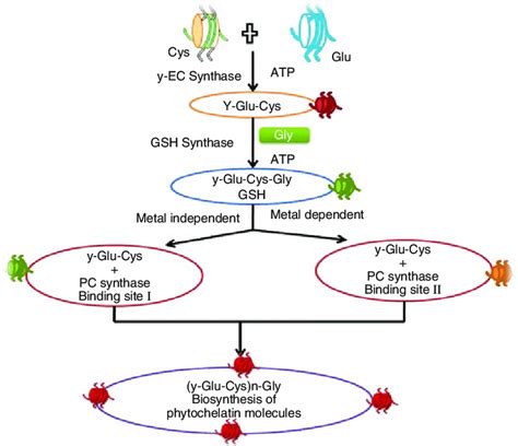 3 Biosynthesis Pathway Of Phytochelatins Pcs Download Scientific
