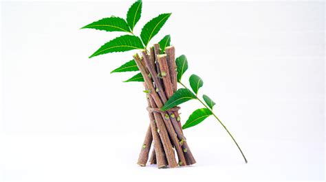 약용 Neem은 Azadirachta Indica를 떠나고 샴 네엠 잎 Neem 잎 아자디라흐타 인디카 0명에 대한 스톡 사진
