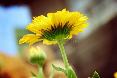 цветка дня Calendula поднимающее вверх близкого солнечное Стоковое Фото