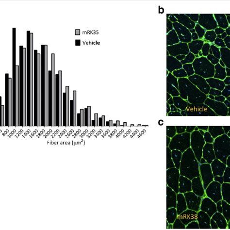 Effect Of Mrk35 On Skeletal Muscle Fiber Size In Mdx Mice A Fiber Area