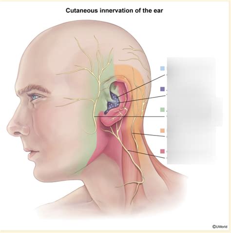 Greater Auricular Nerve Innervation