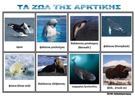Το νέο νηπιαγωγείο που ονειρεύομαι Τα ζώα της Αρκτικής Πίνακες