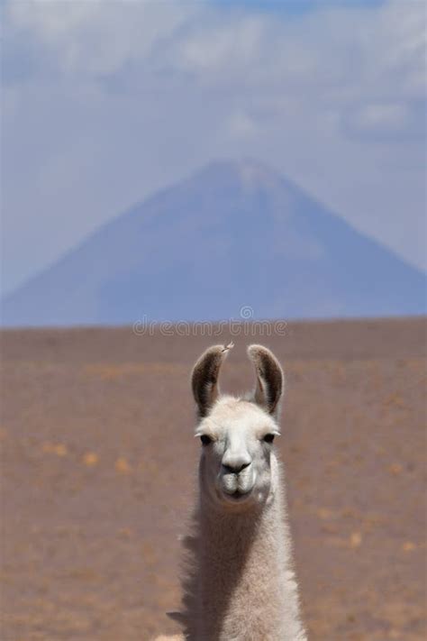 Lama In Front Of Volcano In Atacama Desert Chile South America Stock