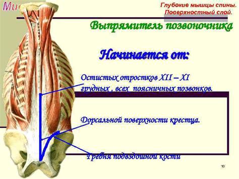 Миология Часть 2 Мышцы спины (глубокие) 1